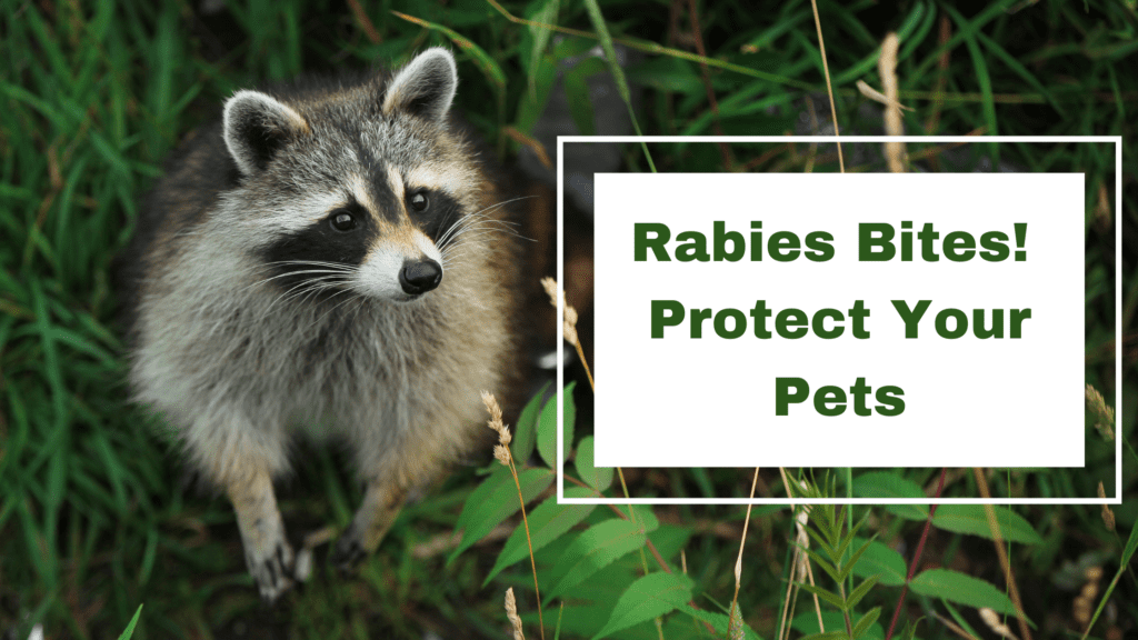 Rabies Bites: Protect Your Pets! – Lake Road Animal Hospital